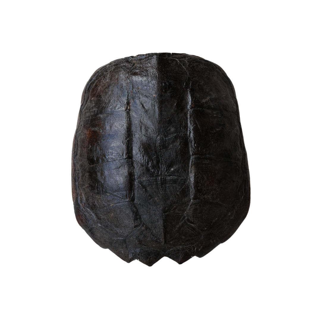 Antique Turtle Shell (Dark, XXL) - Christopher Collection